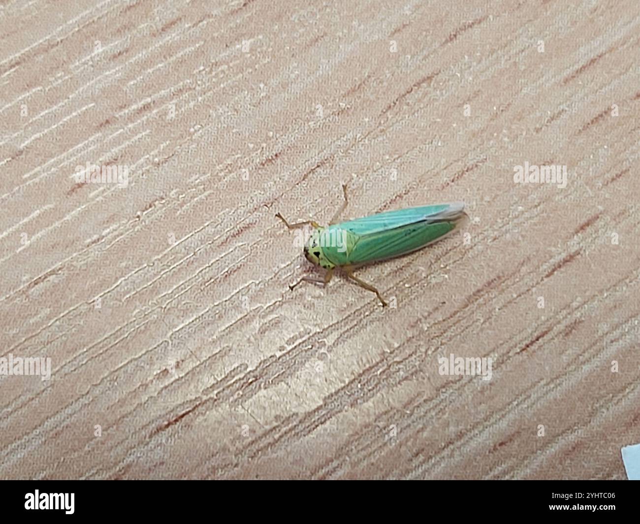 Green Leafhopper (Cicadella viridis Stock Photo - Alamy