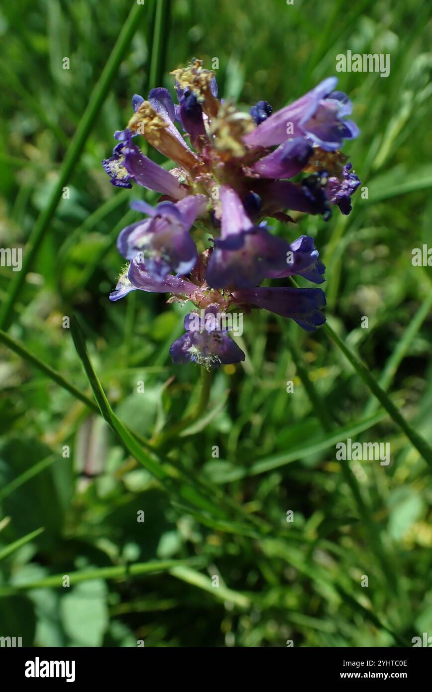 Sierra Beardtongue (Penstemon heterodoxus heterodoxus Stock Photo - Alamy