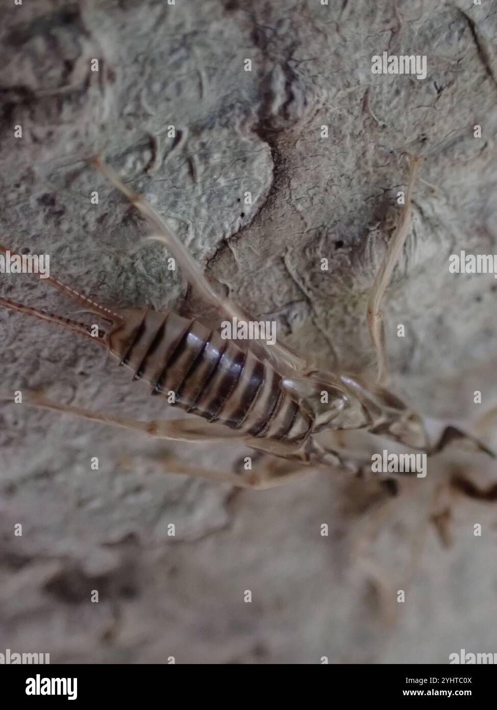 Common Stoneflies (Perlidae Stock Photo - Alamy