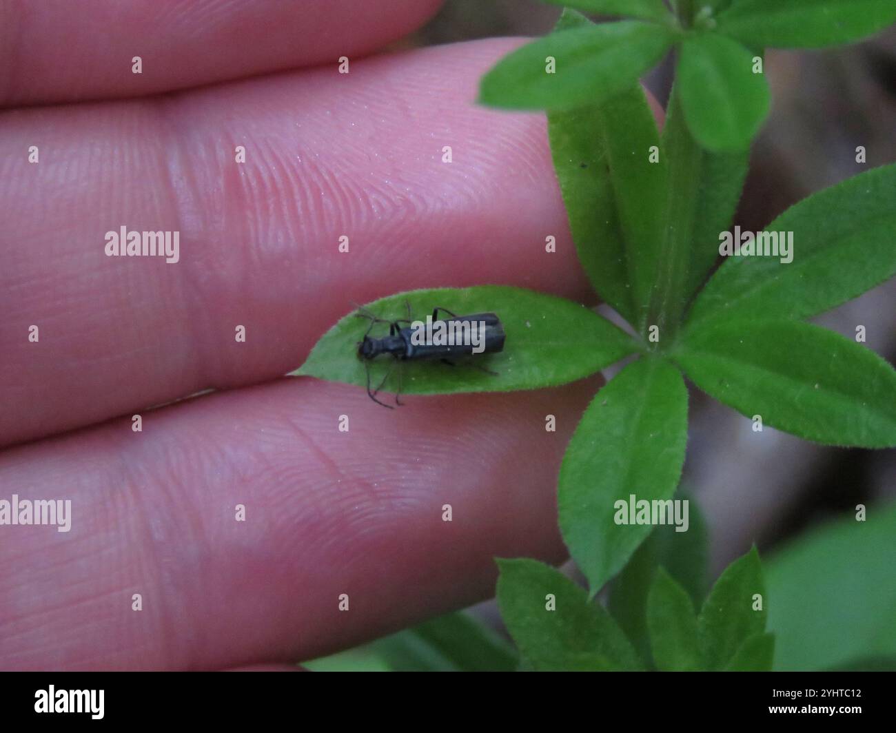 Water, Rove, Scarab, Long-horned, Leaf, and Snout Beetles (Polyphaga ...