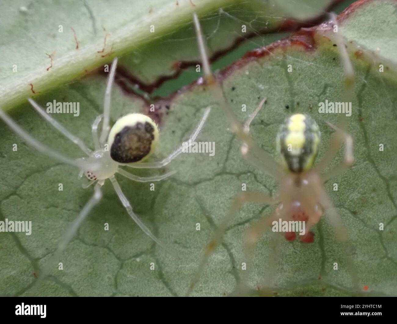 Typical Cobweb Spiders (Theridion Stock Photo - Alamy