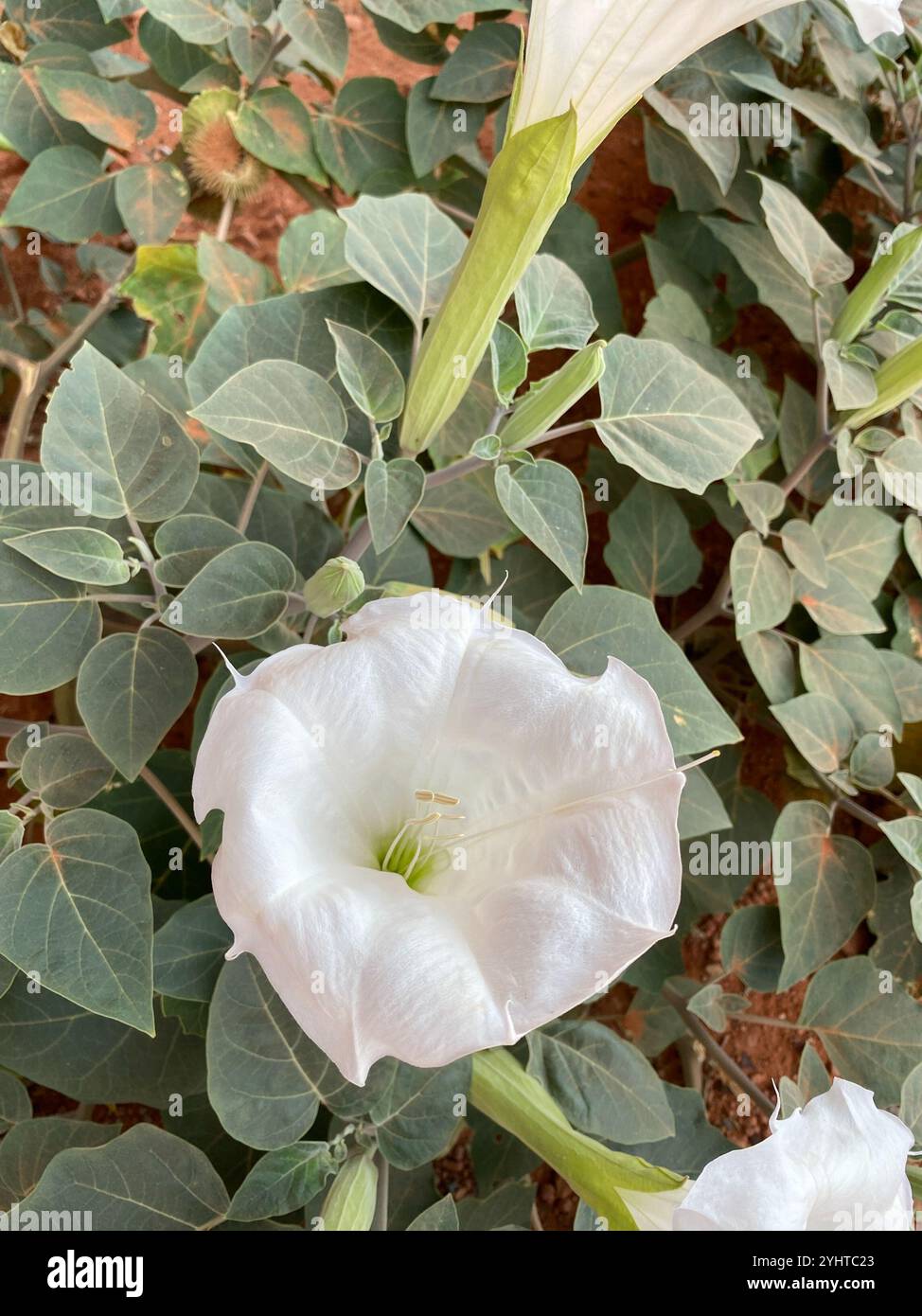 Sacred Datura (Datura wrightii Stock Photo - Alamy