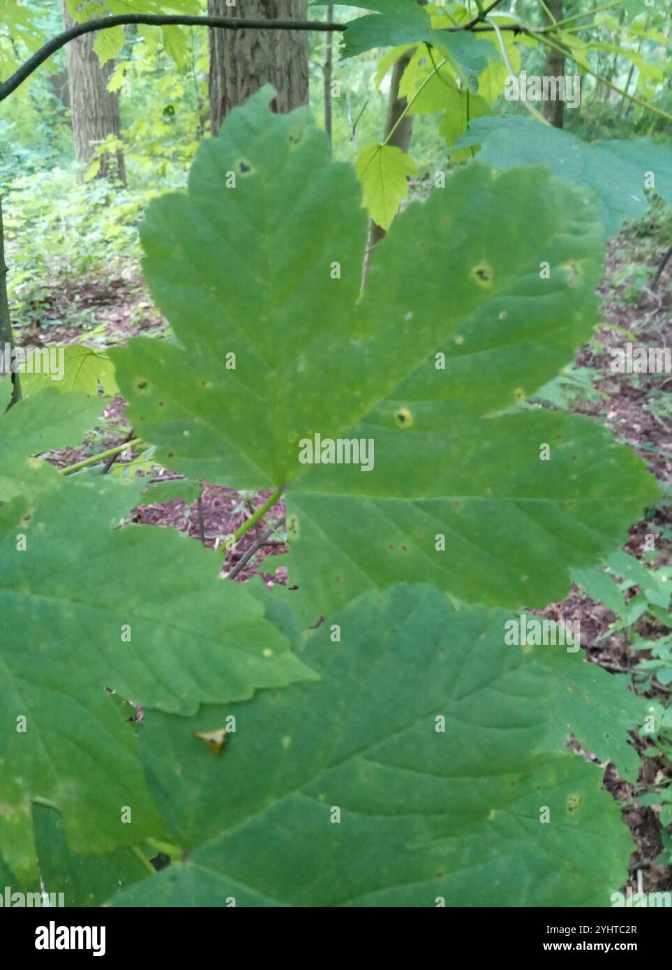 sycamore maple (Acer pseudoplatanus Stock Photo - Alamy
