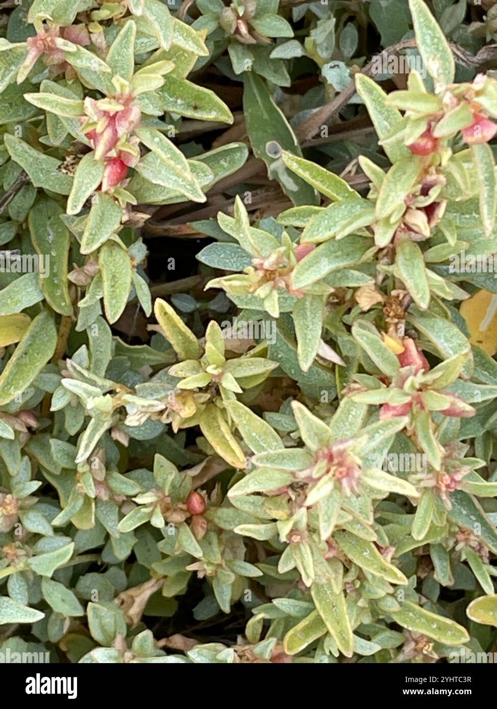 berry saltbush (Atriplex semibaccata Stock Photo - Alamy