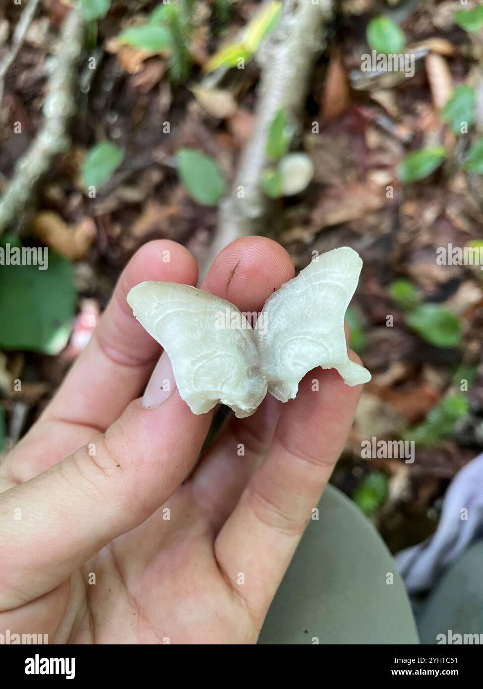 White Cheese Polypore (Tyromyces chioneus Stock Photo - Alamy