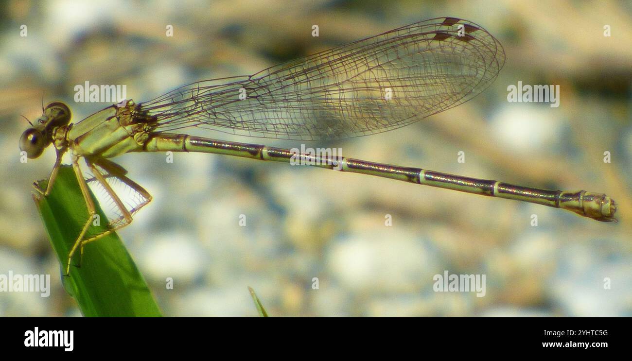 Blue-fronted Dancer (Argia apicalis Stock Photo - Alamy
