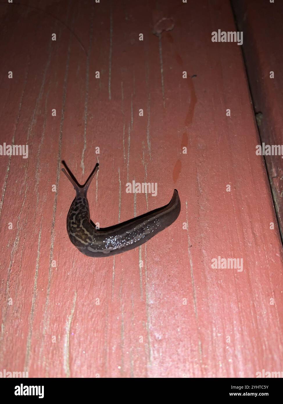 Leopard Slug (Limax maximus Stock Photo - Alamy