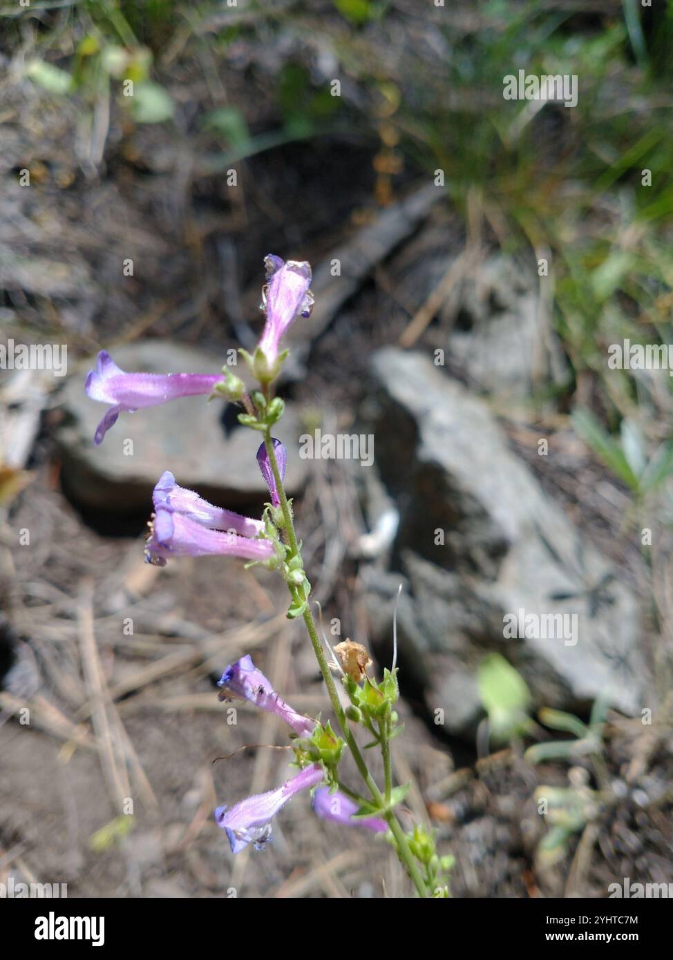 Low Beardtongue (Penstemon humilis Stock Photo - Alamy