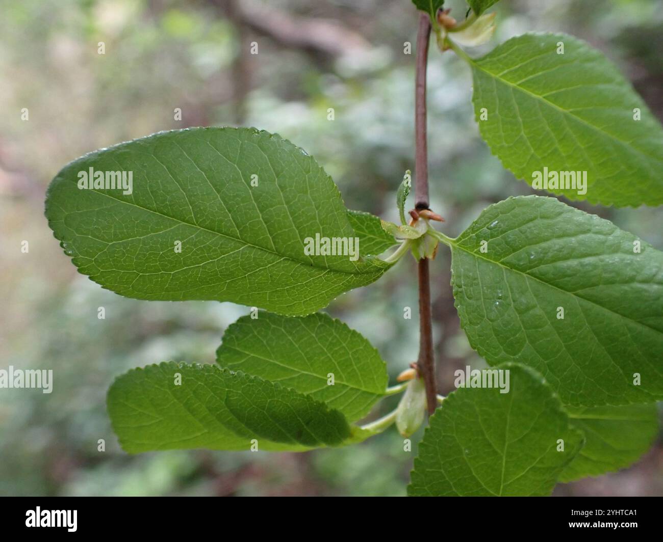 Bitter cherry (Prunus emarginata Stock Photo - Alamy