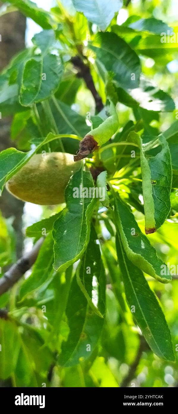 Almond (Prunus amygdalus Stock Photo - Alamy