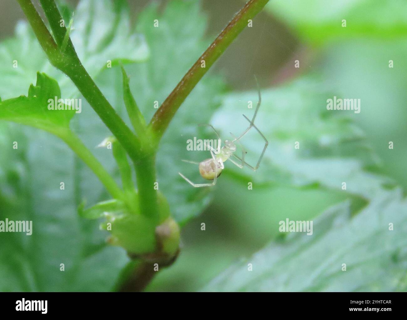Comb-footed Spiders (Theridiidae Stock Photo - Alamy