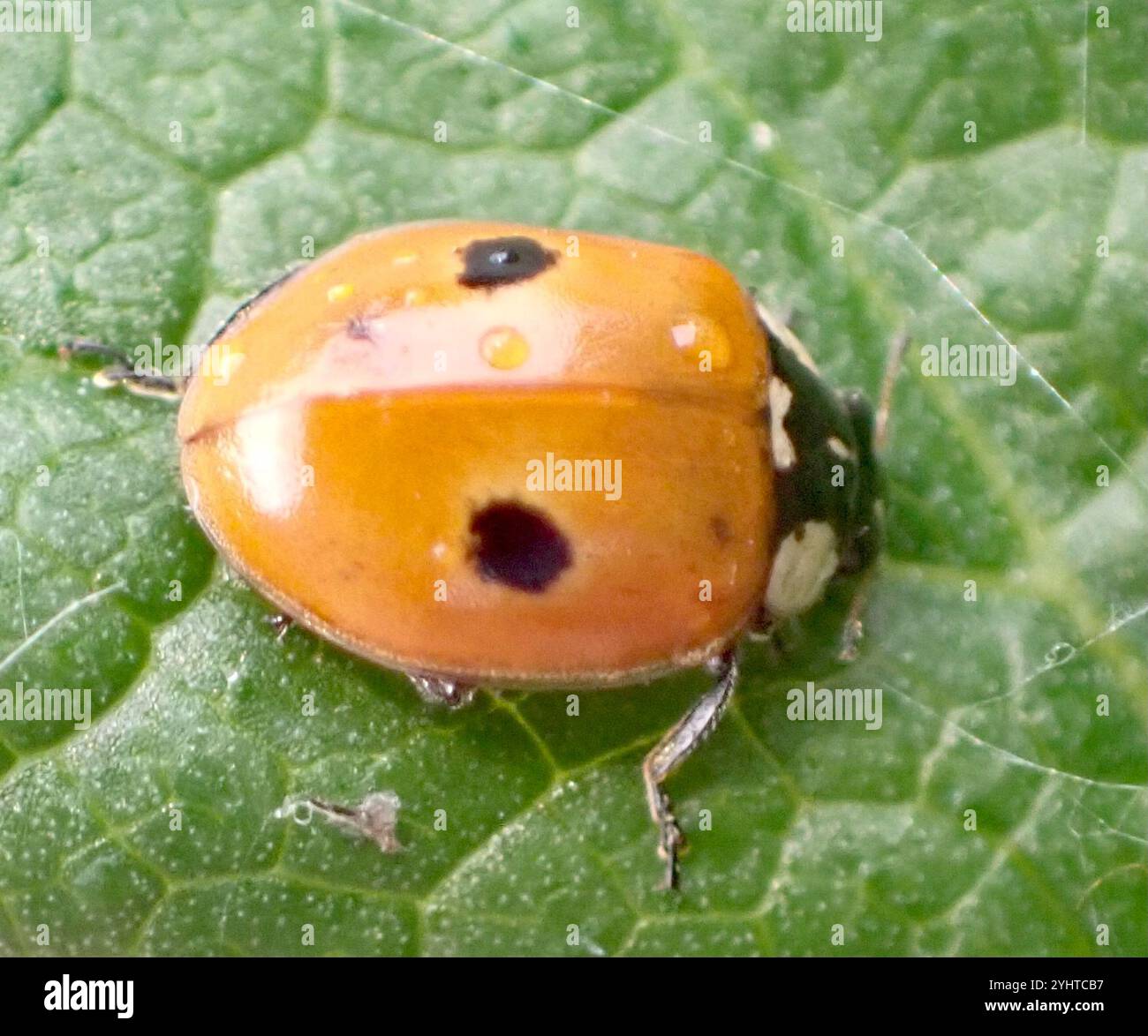Two-spotted Lady Beetle (Adalia bipunctata Stock Photo - Alamy