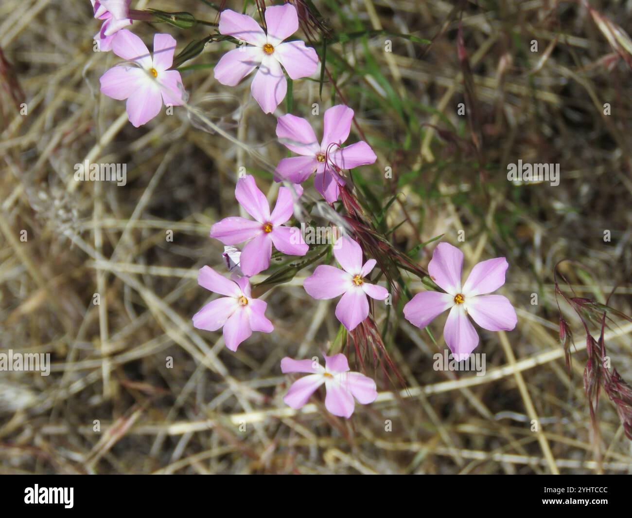 Longleaf Phlox (Phlox longifolia Stock Photo - Alamy