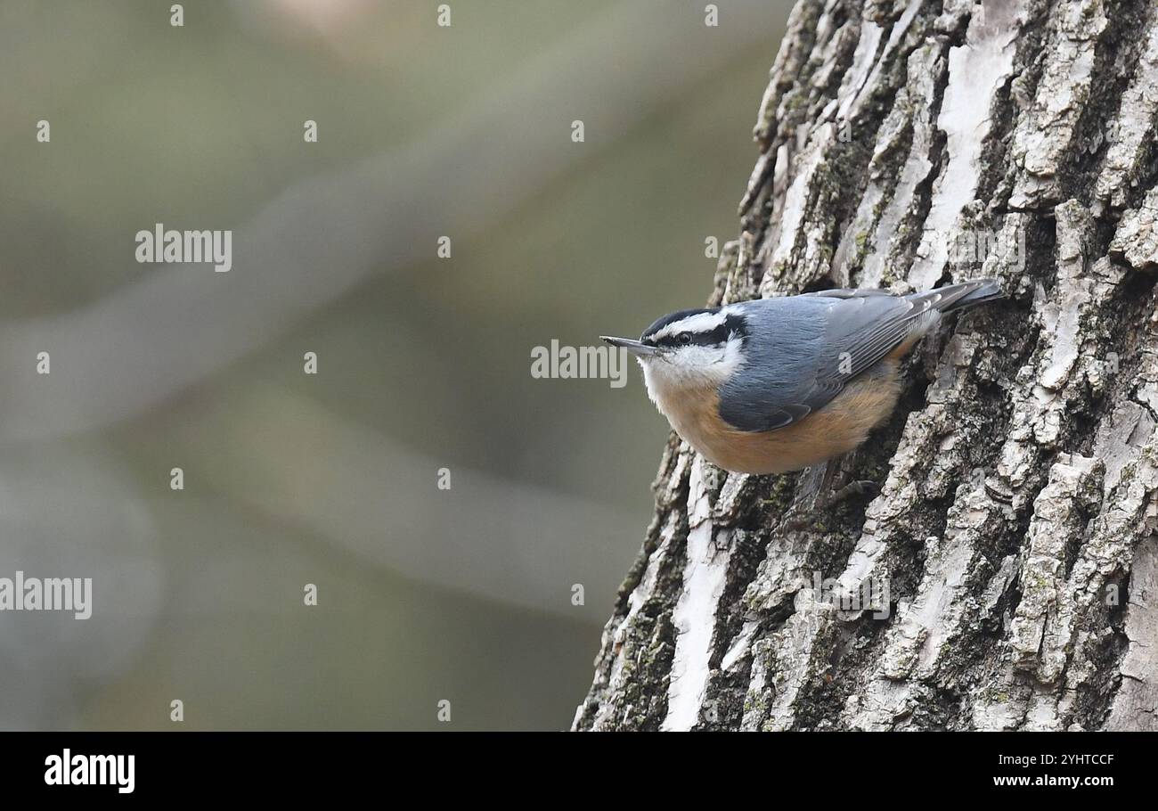 Red-breasted Nuthatch (Sitta canadensis Stock Photo - Alamy