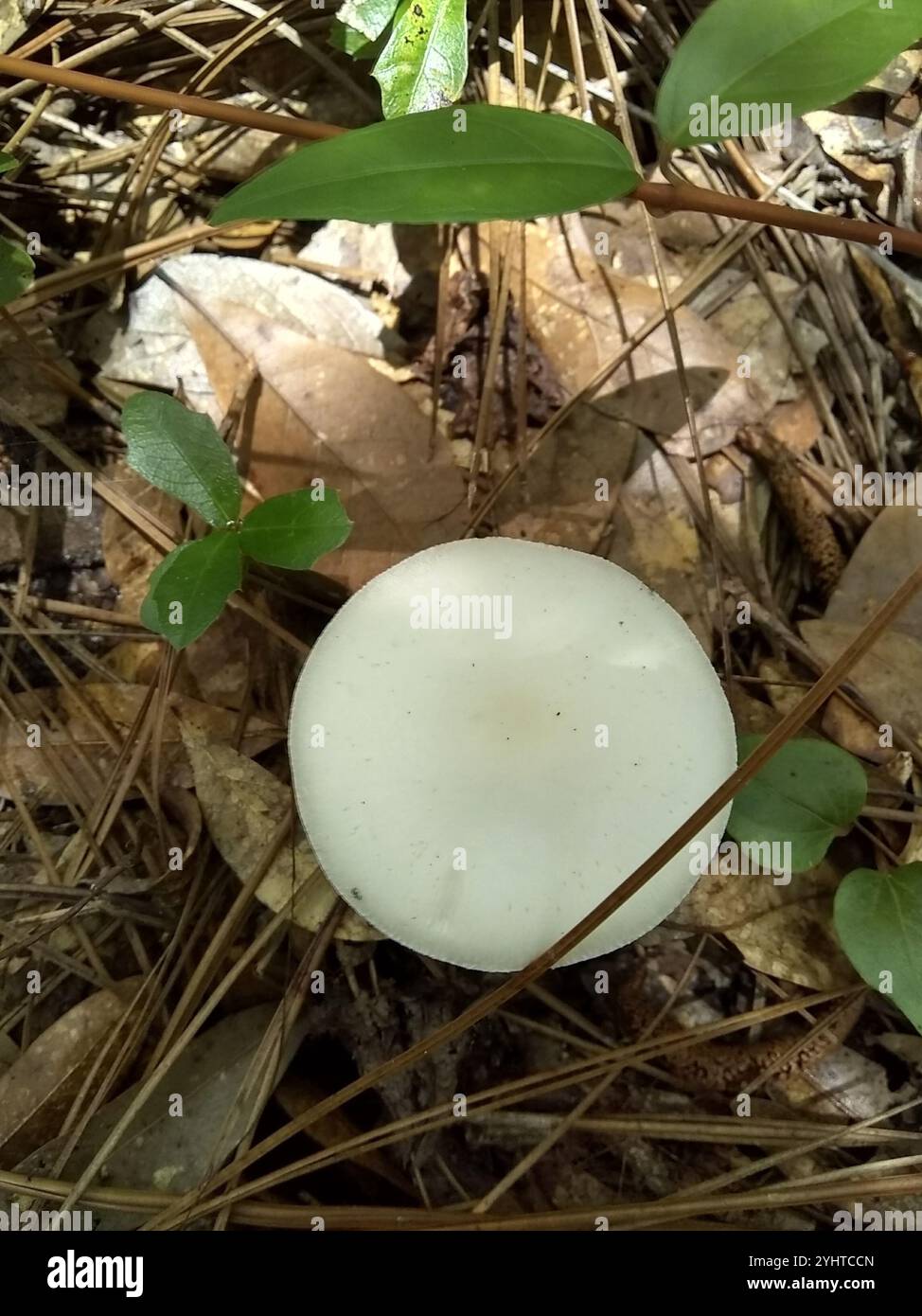 Eastern North American Destroying Angel (Amanita bisporigera Stock ...