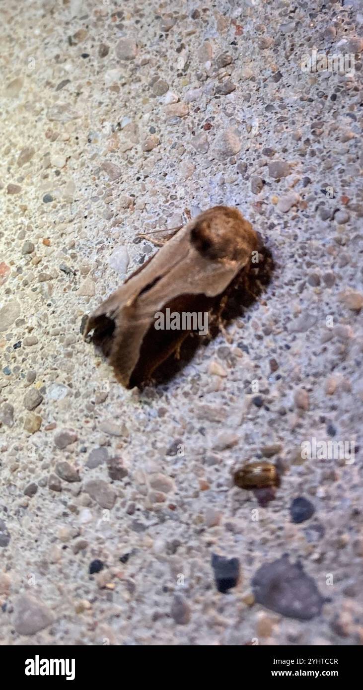 Skiff Moth (Prolimacodes badia Stock Photo - Alamy