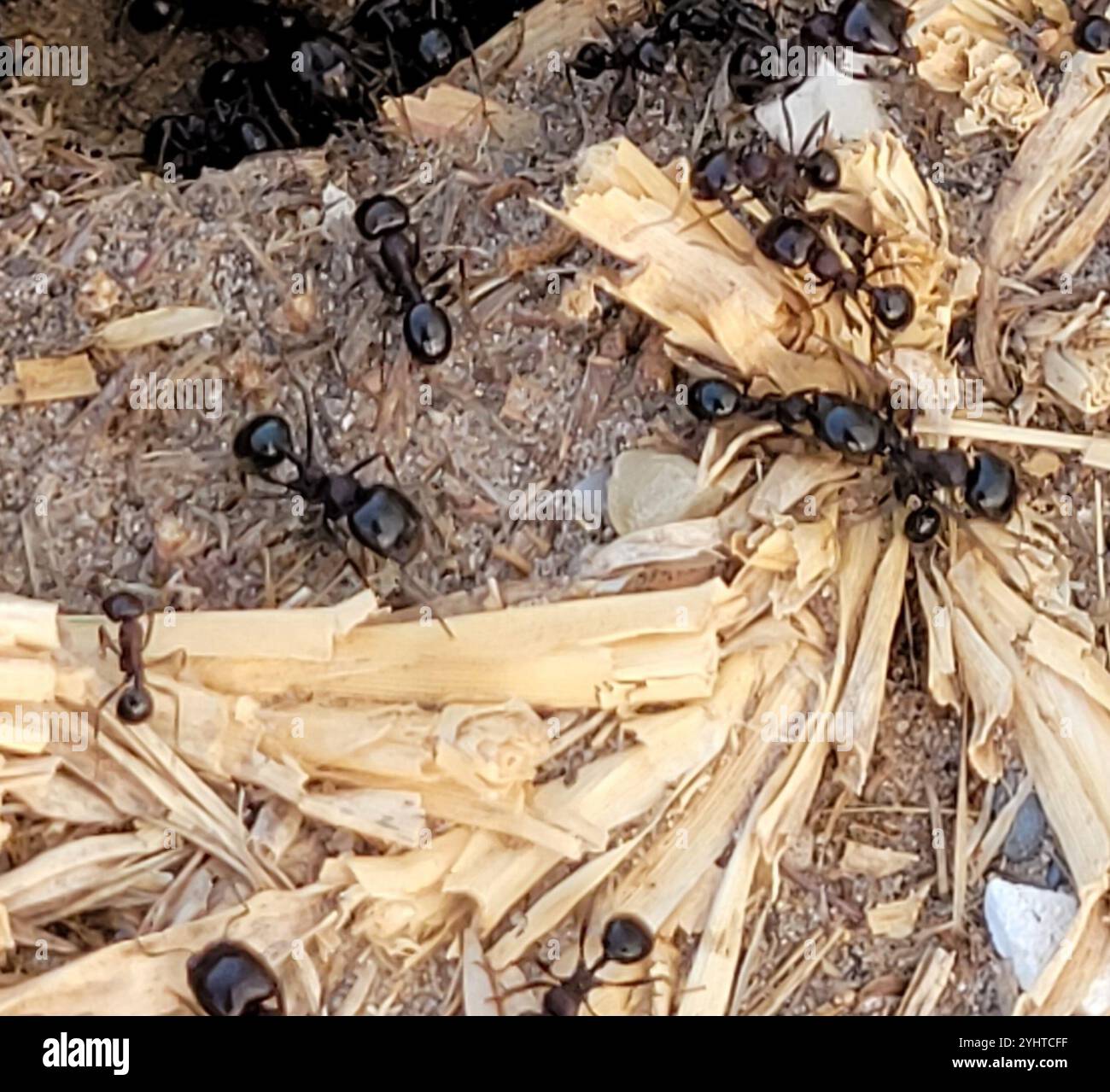 Messor Harvester Ants (Messor Stock Photo - Alamy