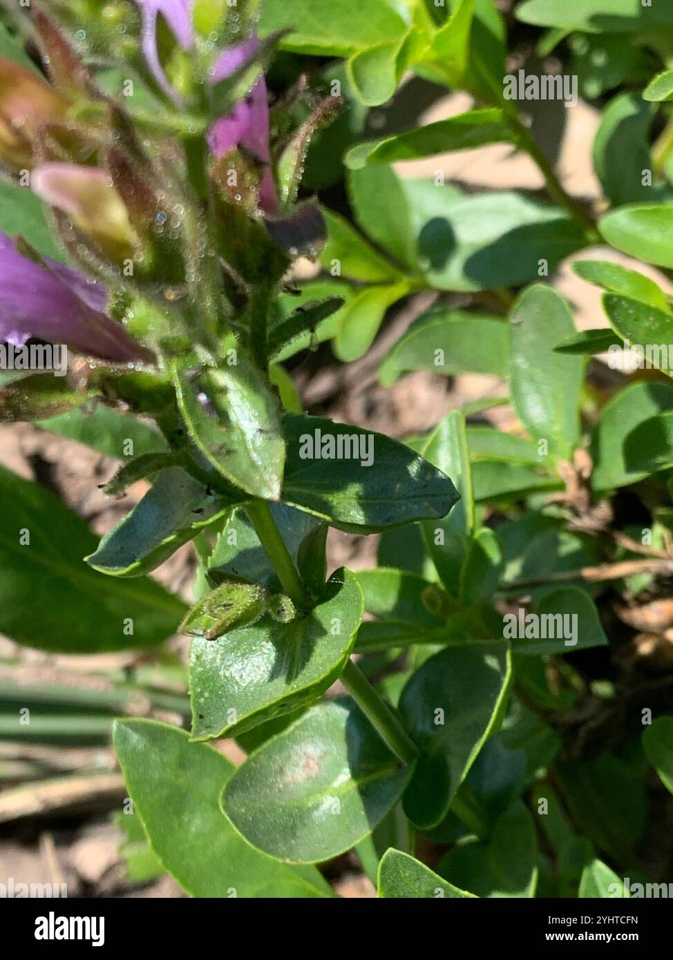 Eggleaf Beardtongue (Penstemon ellipticus Stock Photo - Alamy