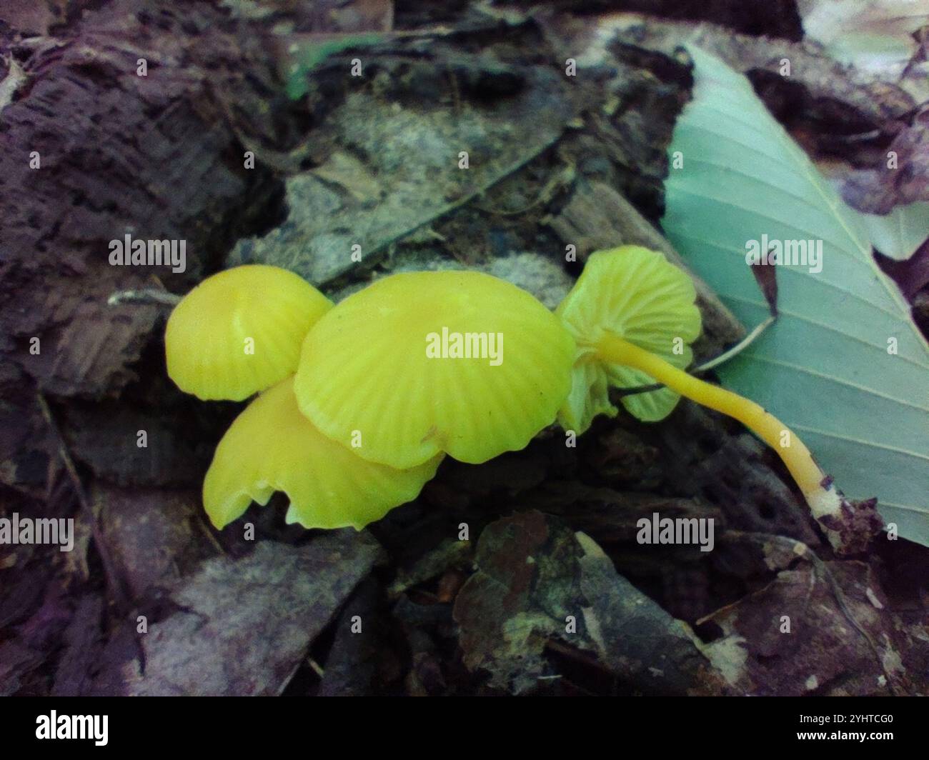 Ceracea hi-res stock photography and images - Alamy