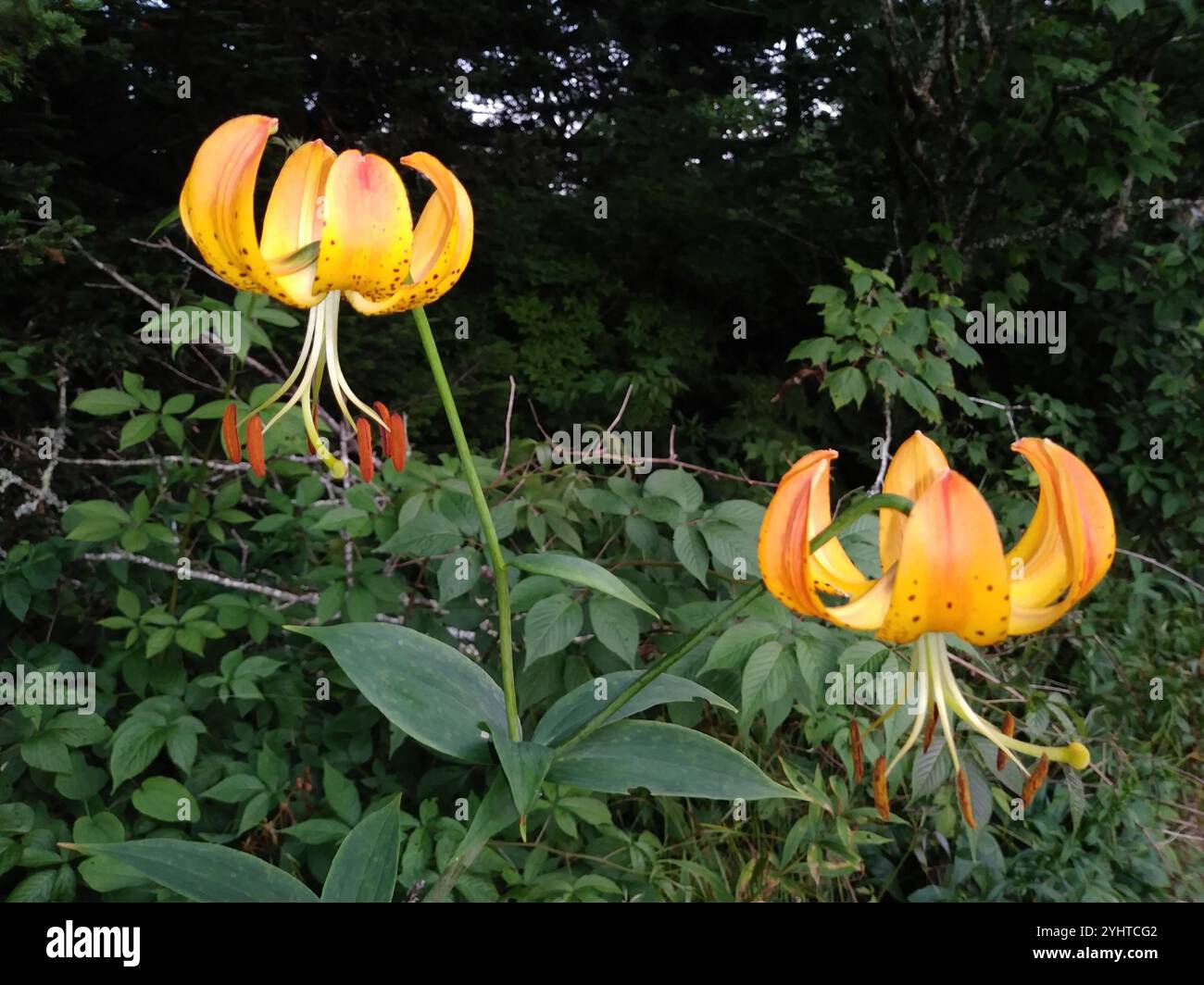 Turk's-cap lily (Lilium superbum Stock Photo - Alamy