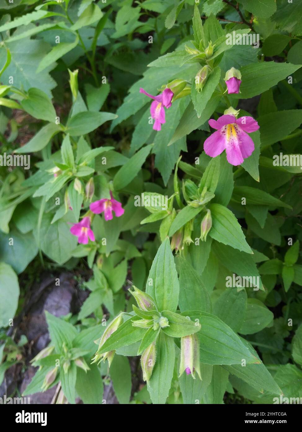 Lewis' monkeyflower (Erythranthe lewisii Stock Photo - Alamy
