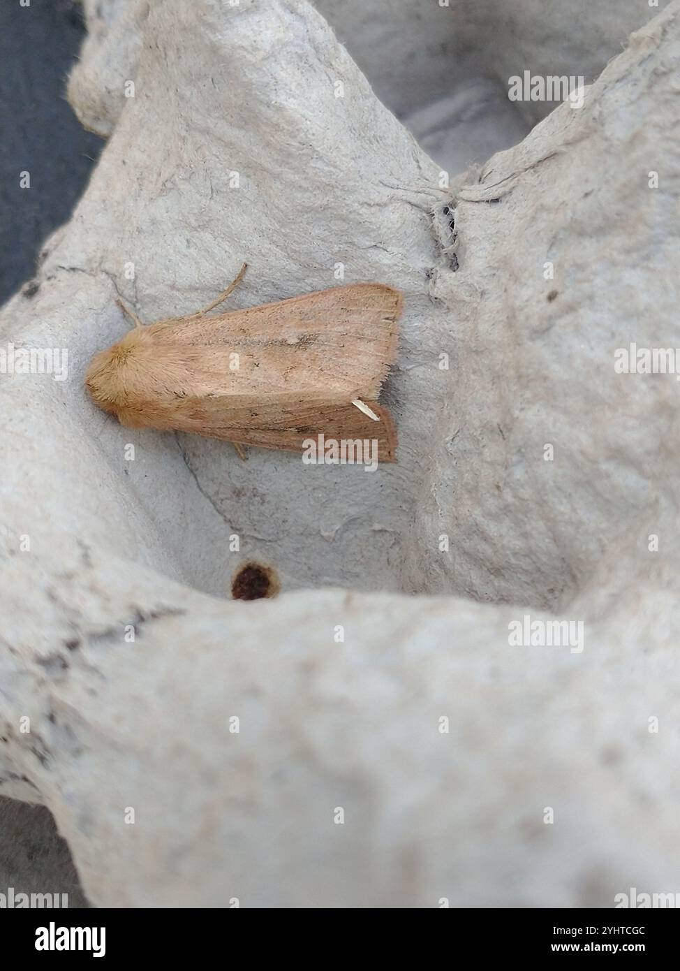 The Clay (Mythimna ferrago Stock Photo - Alamy