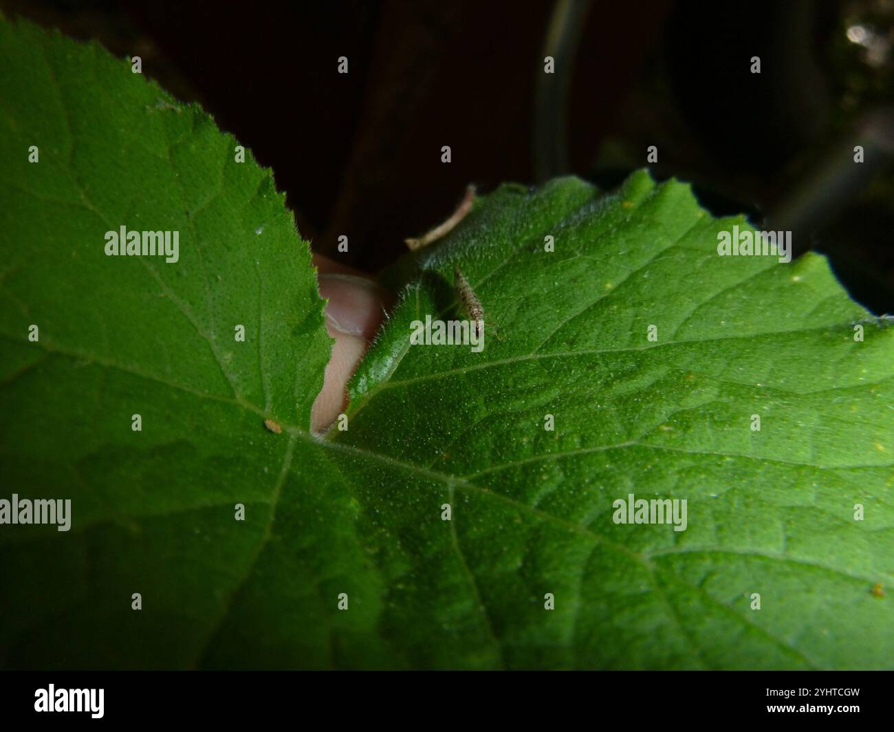 Variegated Brown Lacewing (Micromus variegatus Stock Photo - Alamy