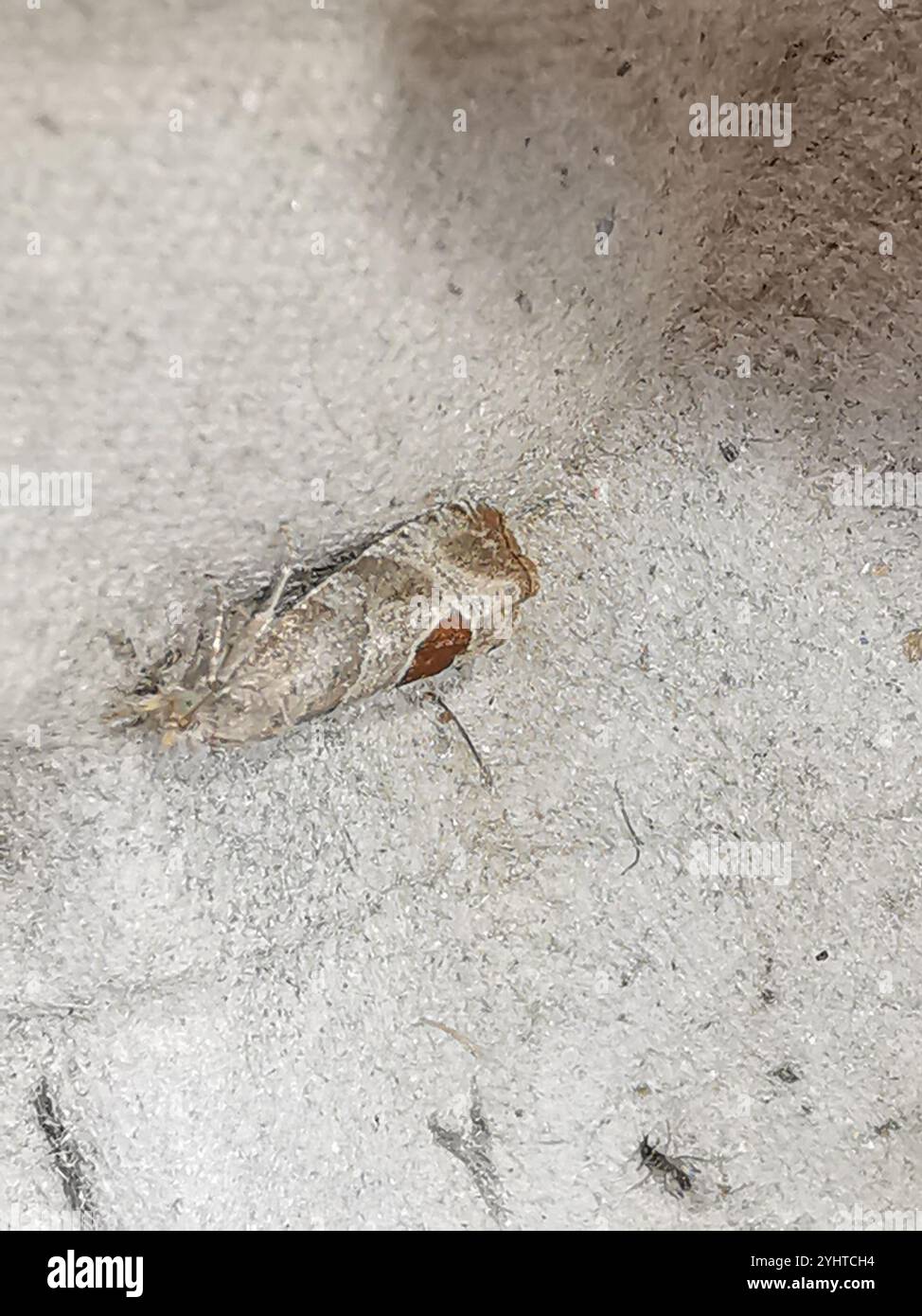 Bramble Shoot Moth (Notocelia uddmanniana Stock Photo - Alamy