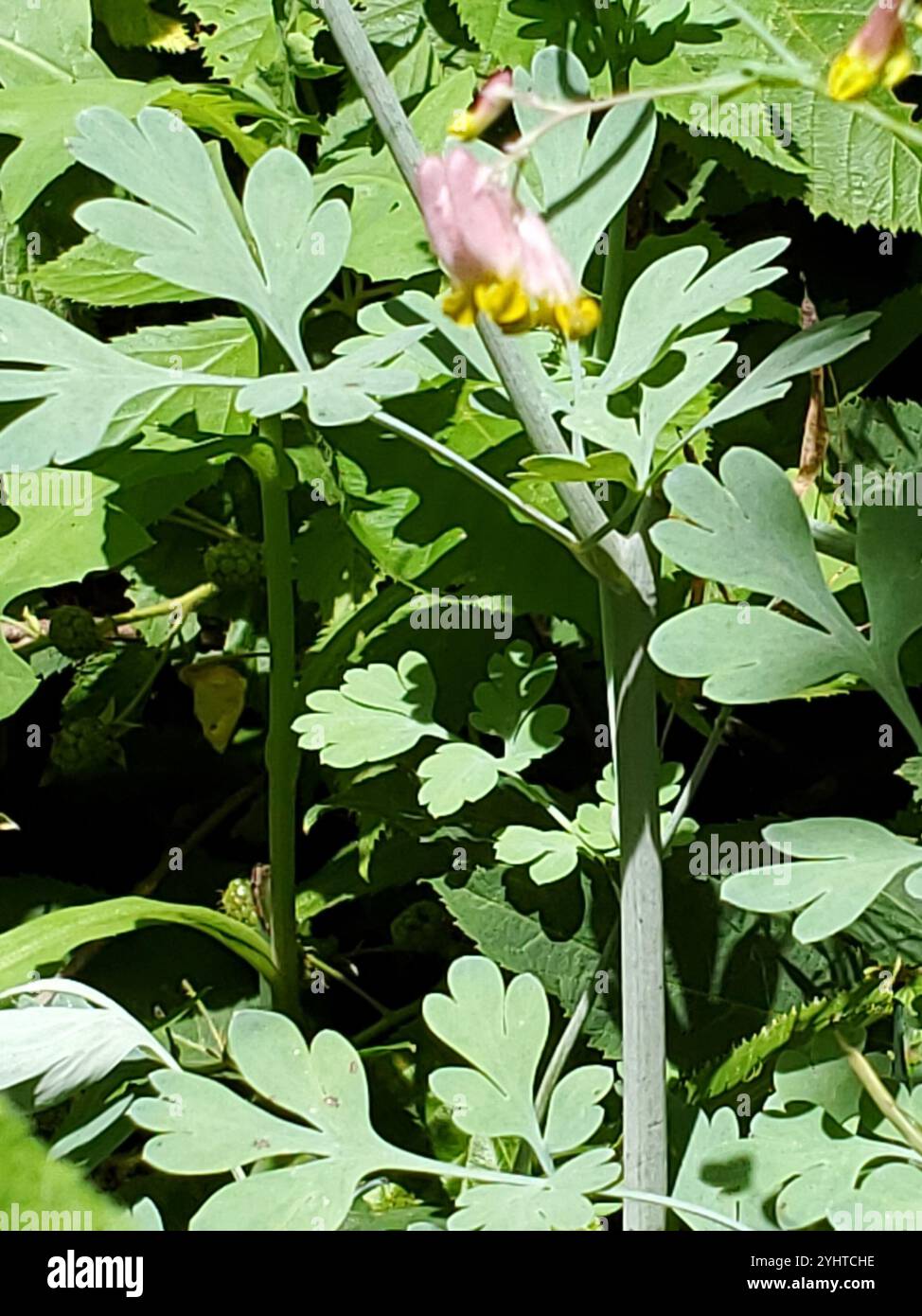 rock harlequin (Capnoides sempervirens Stock Photo - Alamy