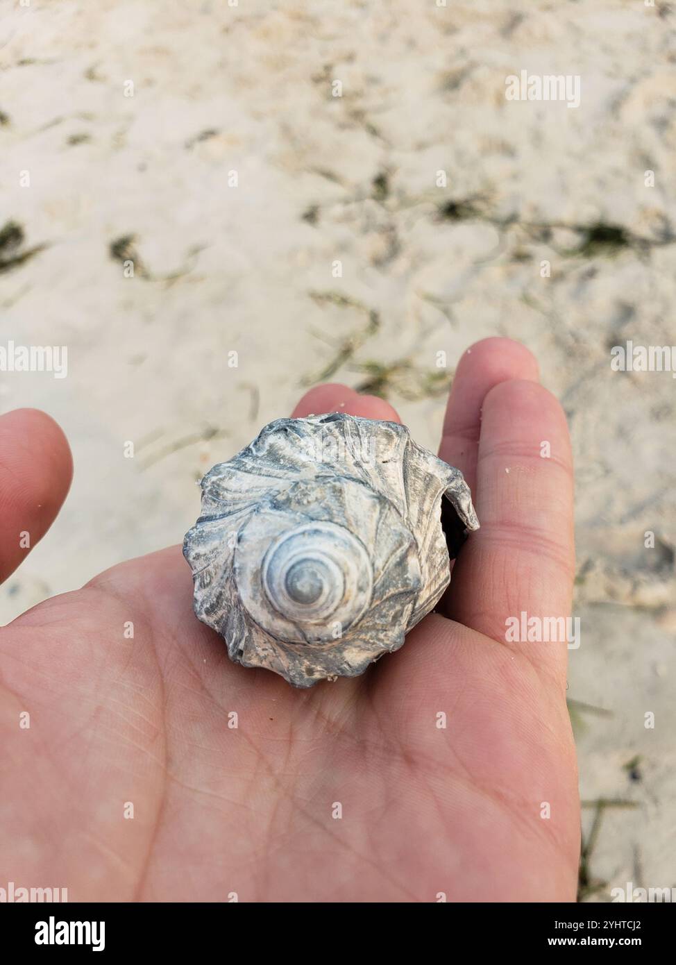 Knobbed Whelk (Busycon carica Stock Photo - Alamy