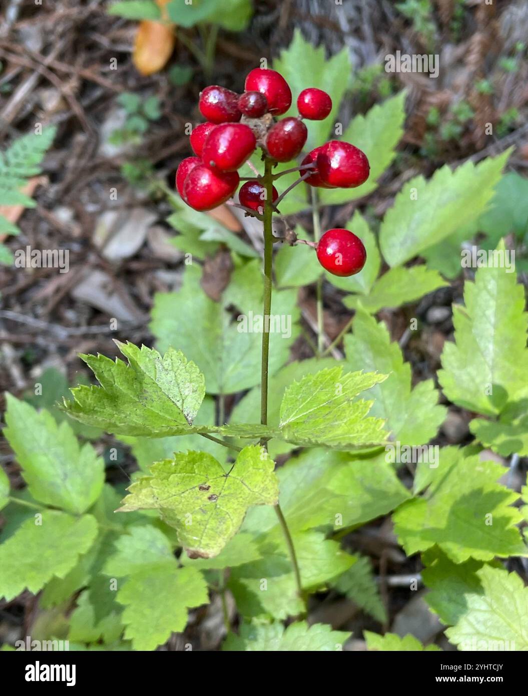 red baneberry (Actaea rubra Stock Photo - Alamy