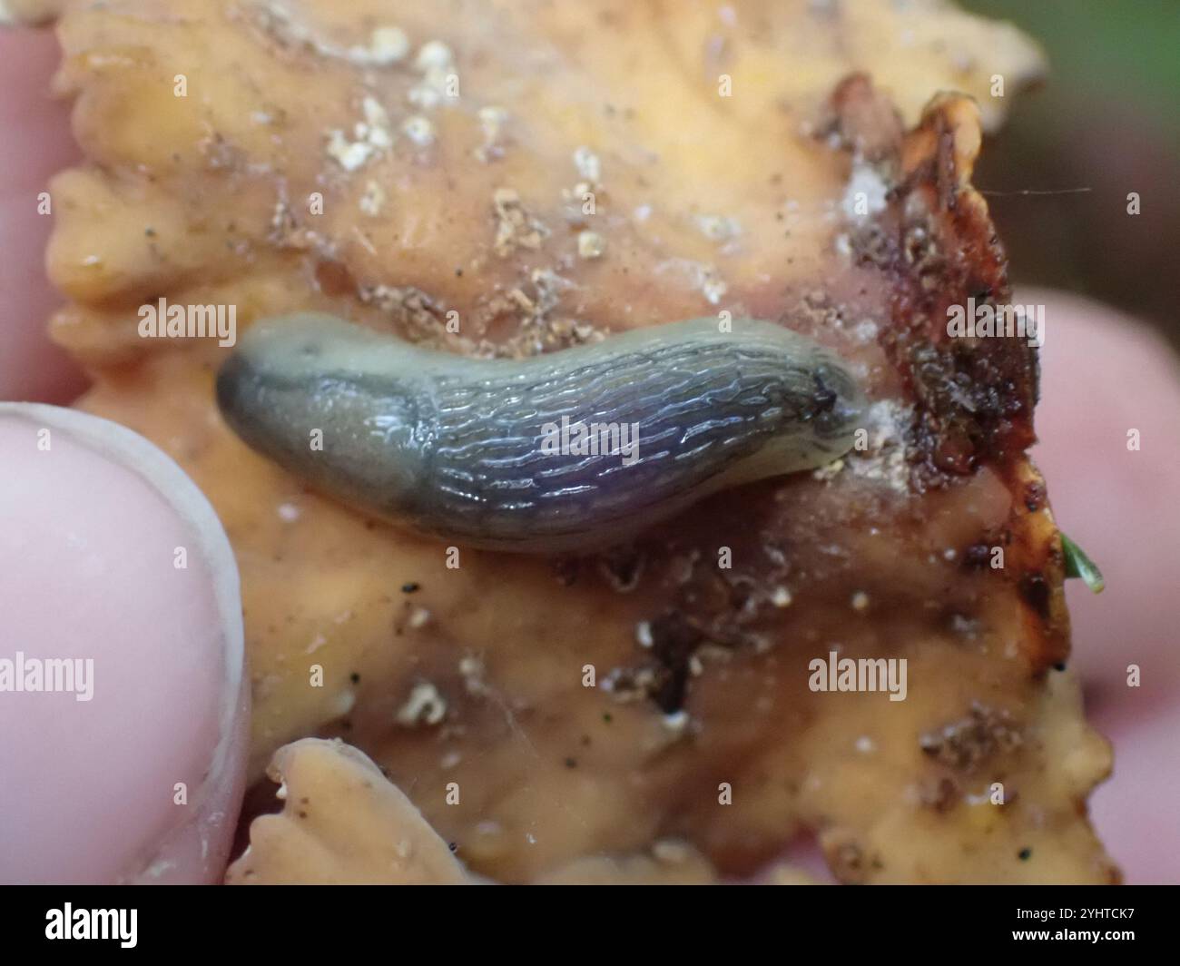 Common Land Snails and Slugs (Stylommatophora Stock Photo - Alamy