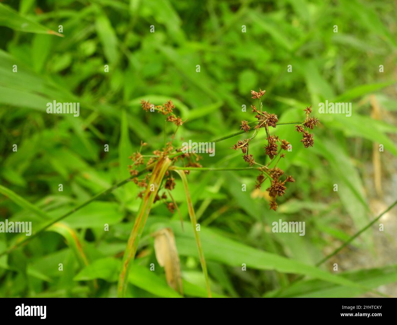 dark green bulrush (Scirpus atrovirens Stock Photo - Alamy