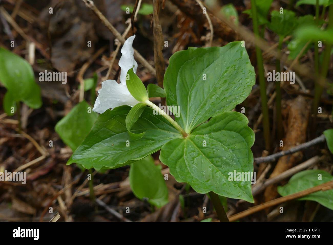 Pacific trillium (Trillium ovatum Stock Photo - Alamy