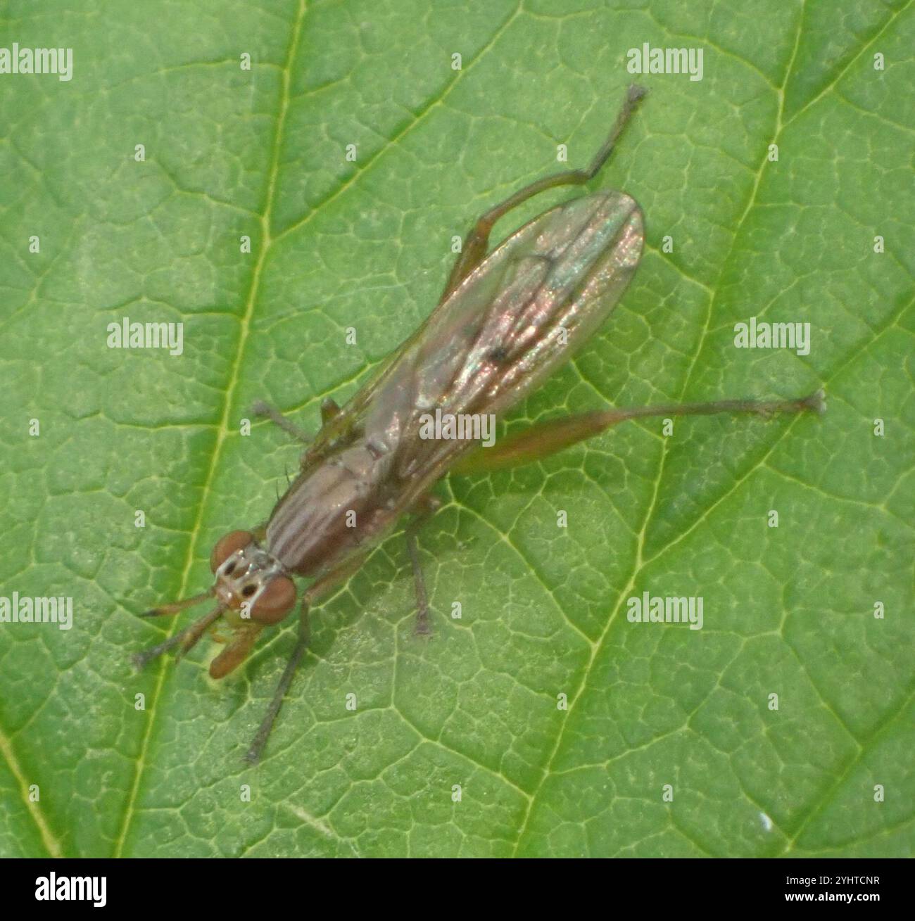 Sepedon hi-res stock photography and images - Alamy