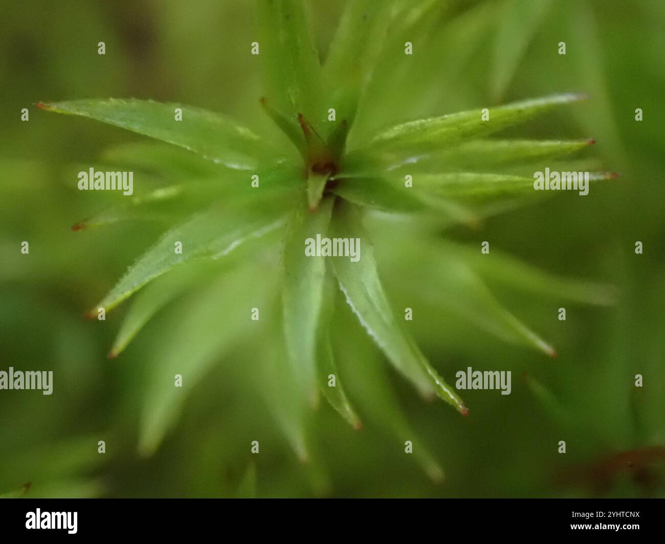 Contortum hi-res stock photography and images - Alamy