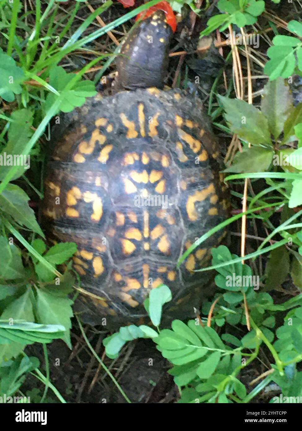 Eastern Box Turtle (Terrapene carolina carolina Stock Photo - Alamy