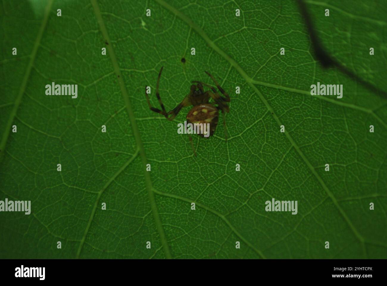 Arrowhead Orbweaver (Verrucosa arenata Stock Photo - Alamy