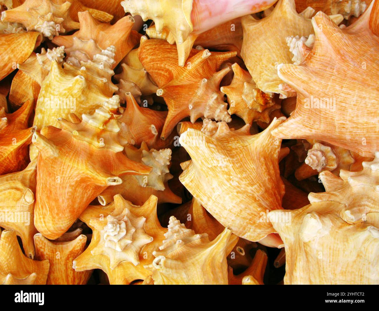 Conch Sea Shell Textured Beach Background Stock Photo - Alamy