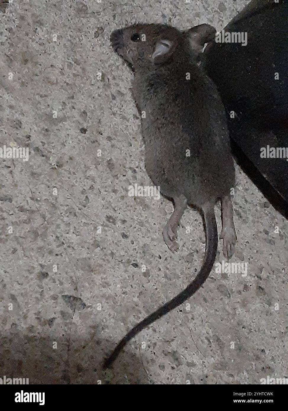 Typical old world mice hi-res stock photography and images - Alamy