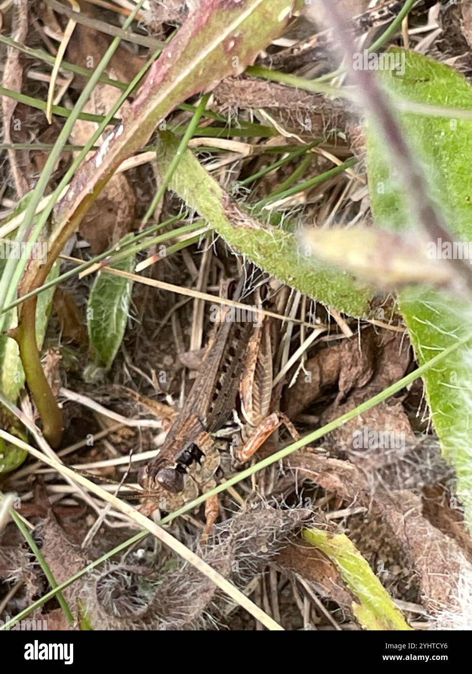 Migratory Grasshopper (Melanoplus sanguinipes Stock Photo - Alamy