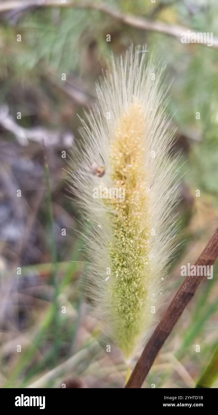 rabbitfoot grass (Polypogon monspeliensis Stock Photo - Alamy