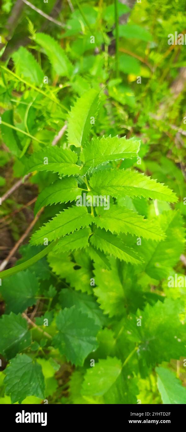 Great burnet (Sanguisorba officinalis Stock Photo - Alamy