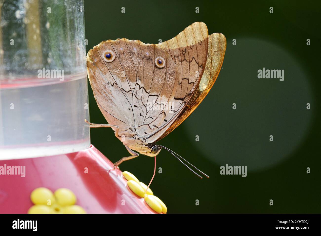 Laertes prepona hi-res stock photography and images - Alamy