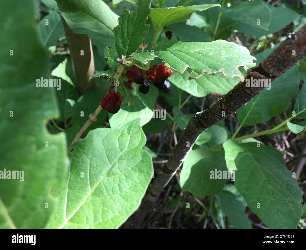 twinberry honeysuckle (Lonicera involucrata Stock Photo - Alamy