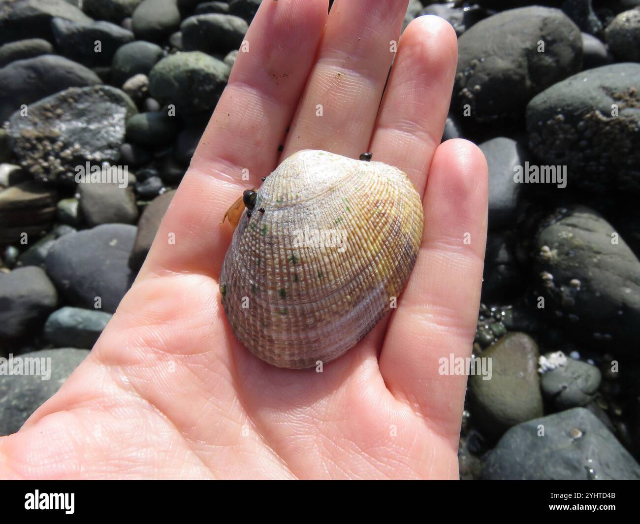 Ruditapes philippinarum hi-res stock photography and images - Alamy