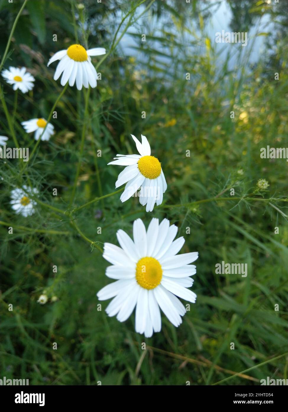 scentless mayweed (Tripleurospermum inodorum Stock Photo - Alamy