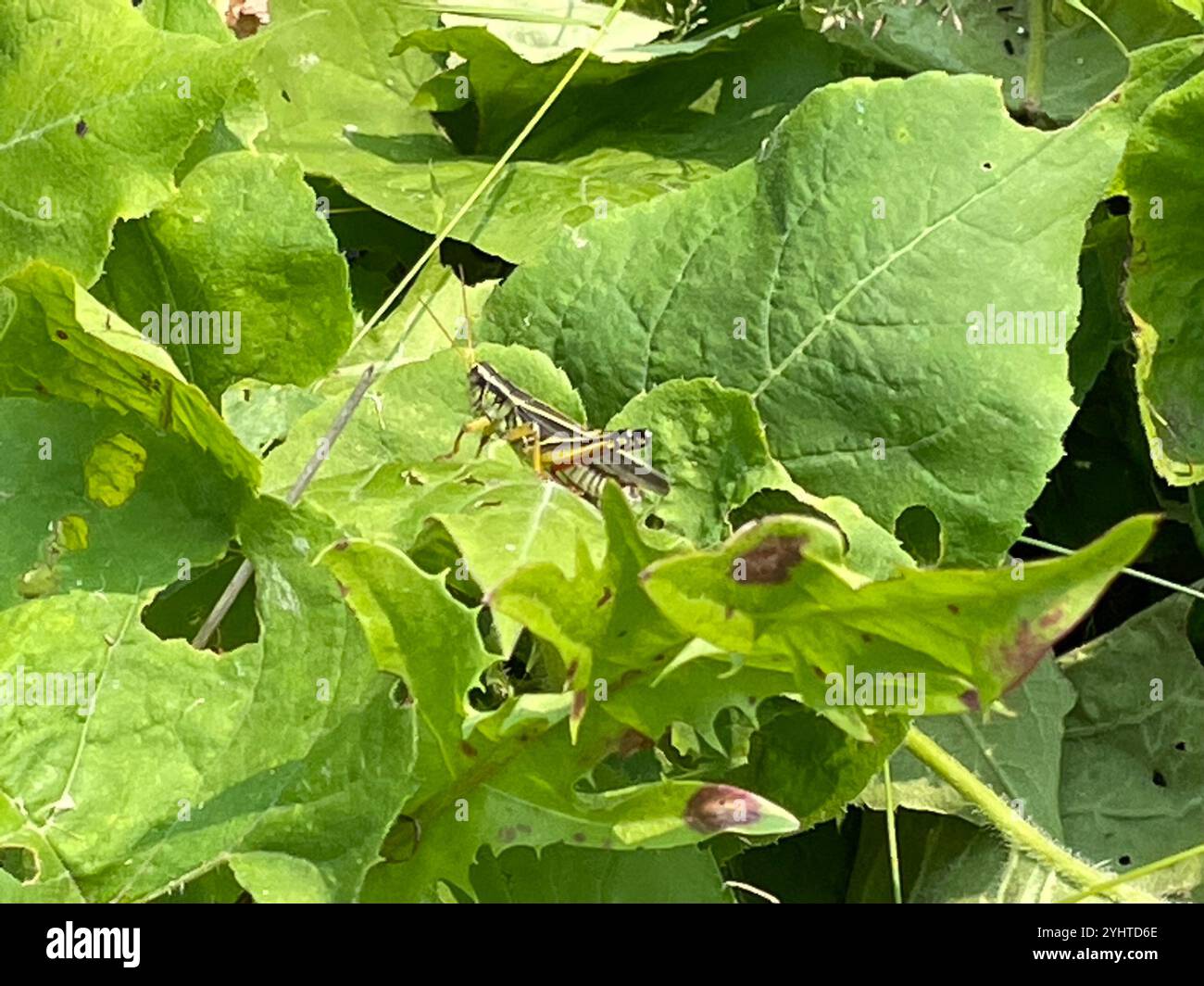 Two-striped Grasshopper (Melanoplus bivittatus Stock Photo - Alamy