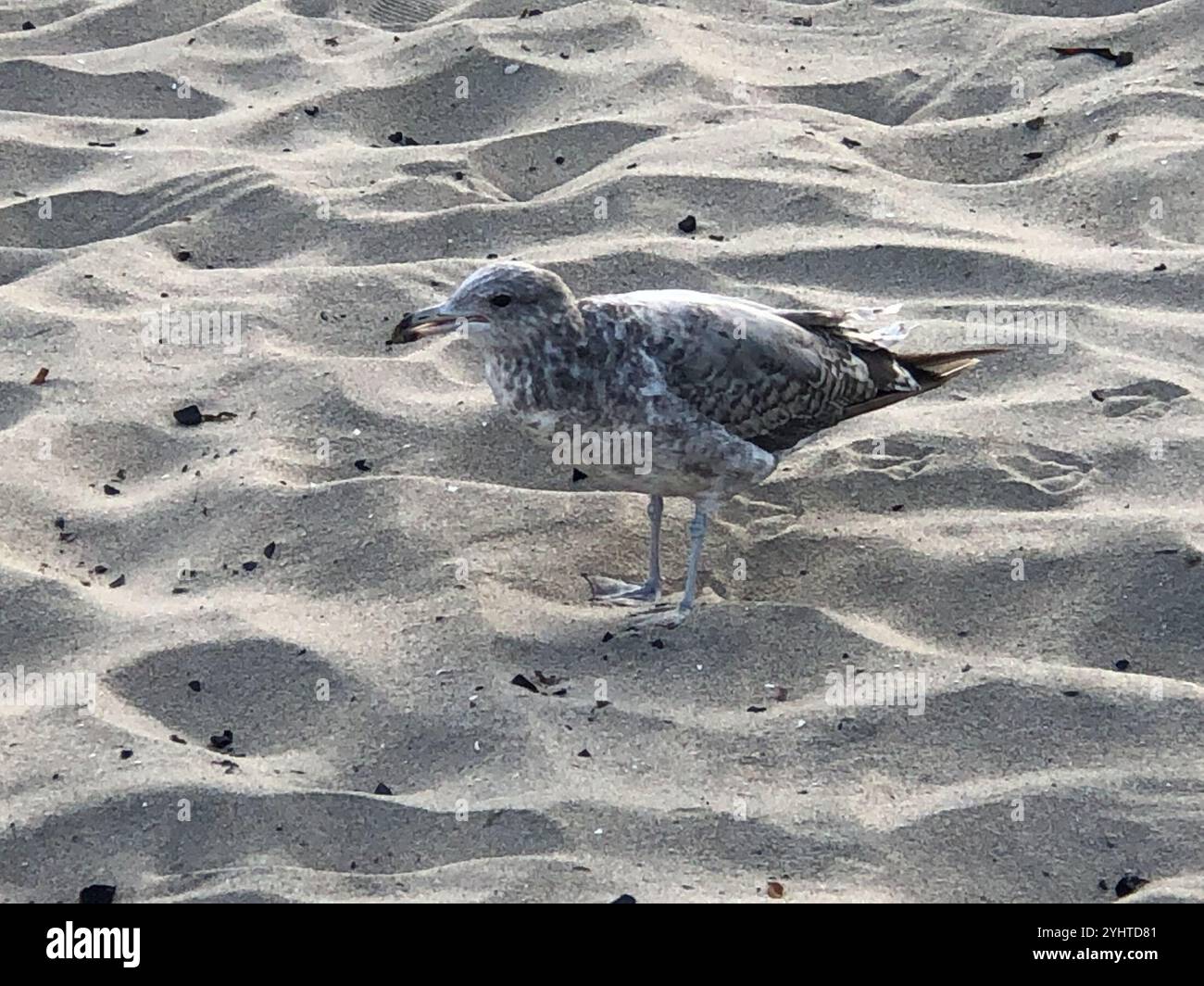 California Gull (Larus californicus Stock Photo - Alamy