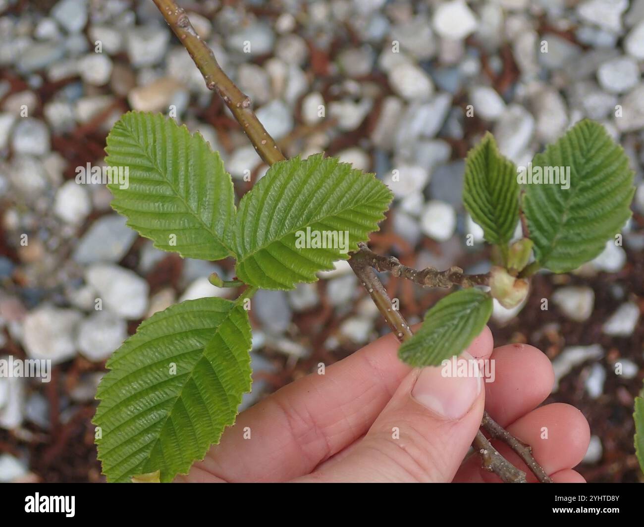Red Alder (Alnus rubra Stock Photo - Alamy